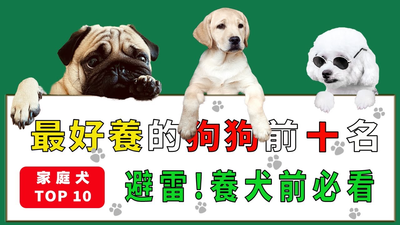 最适合家庭饲养的狗狗排名前10|适合城市家庭饲养的狗狗排行|与人类...