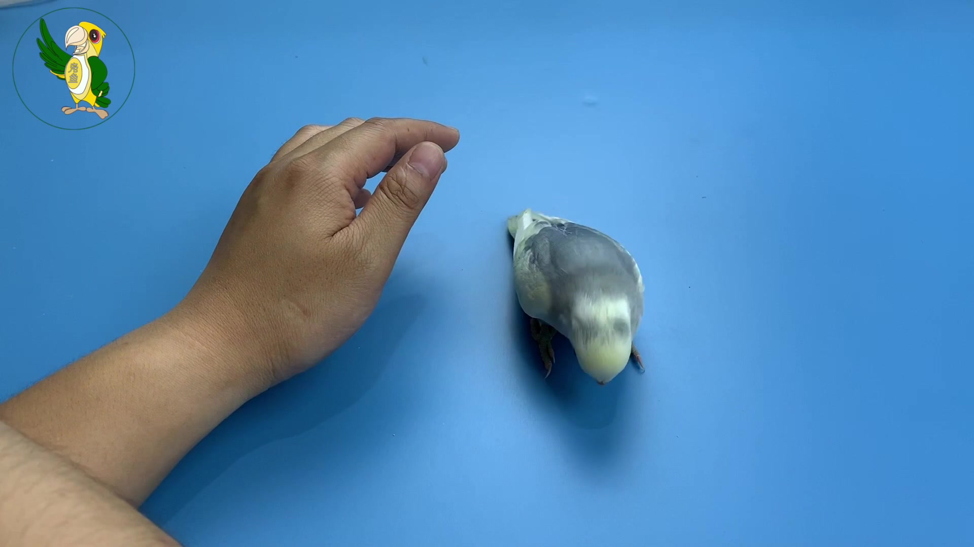 鹦鹉能上手,但是不让摸怎么办