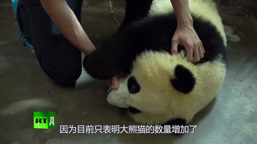 纪录片:俄罗斯大熊猫纪录片《熊猫的生活》 - 这就是熊生吧