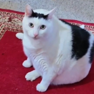 小圈圈小 