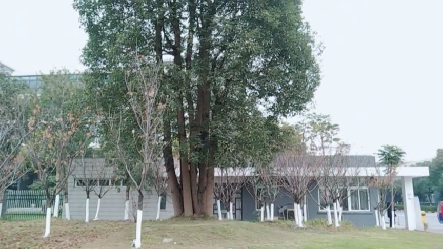 香樟树,六棵长一起,你见过吗?