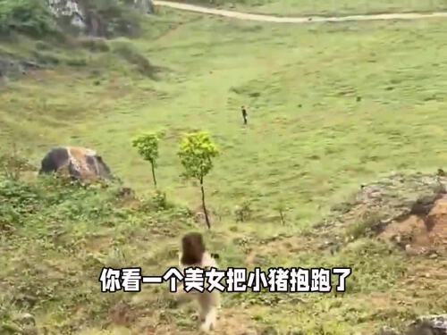 猪妈妈狂奔救崽!母爱爆棚的瞬间看哭无数人