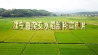 建宁县杂交水稻制种宣传片