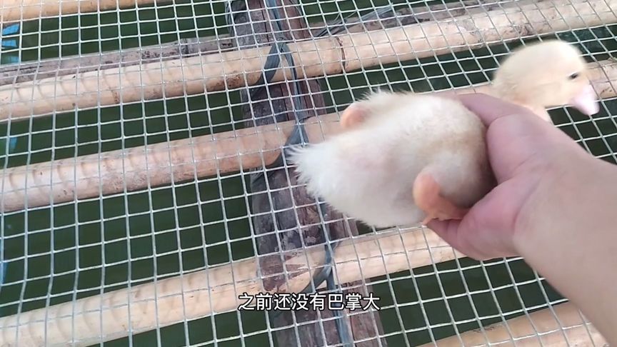 完整记录鸭子成长周期,第八天