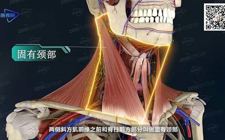 医学建模-【局部解剖】--颈部的境界与分区