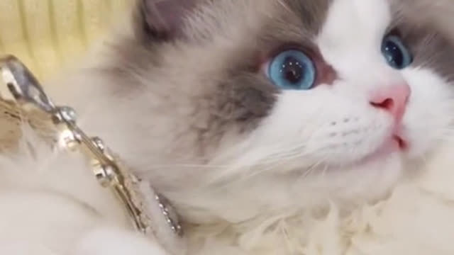 布偶猫:请看我的眼睛和颜值,让你知道什么叫“女神”