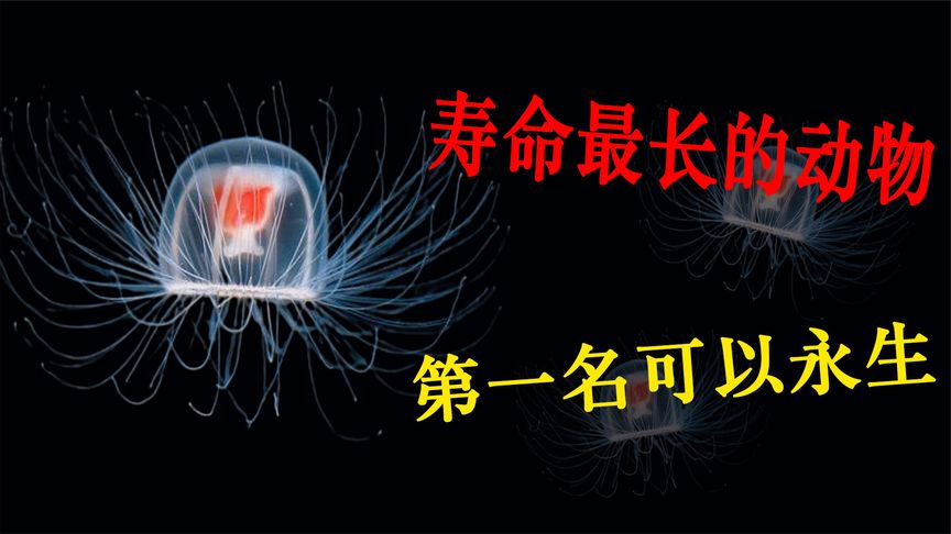 世界上寿命最长的动物,乌龟都上不了榜,最后一名竟然可以永生?
