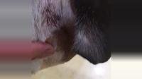 英国斗牛犬脓皮症治疗, 只需这两步让牛牛不受皮肤病困扰