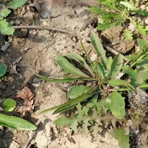 山野村夫-碰碰大叔 