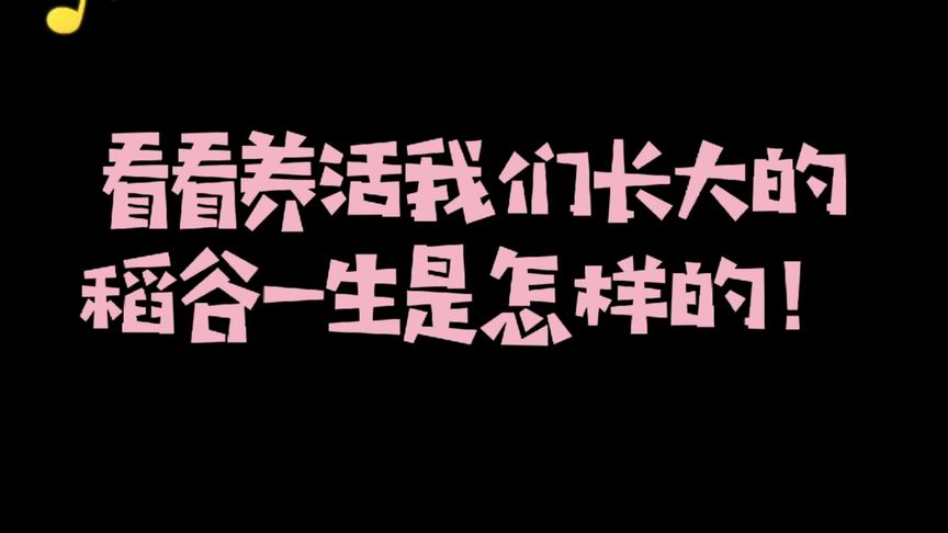 看看养活我们长大的稻谷一生是怎样的!