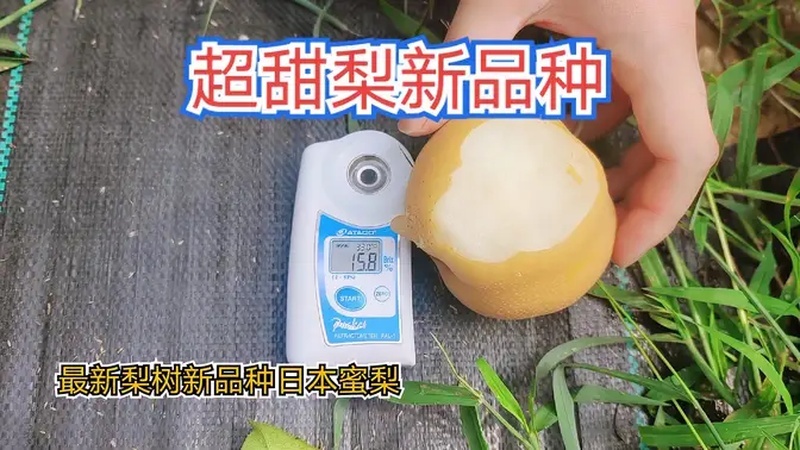 日本蜜梨新品种代替秋月梨,丰水梨,园黄梨,必看视频
