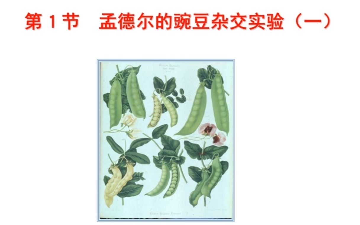 【录课】经典遗传学说之父孟德尔的豌豆杂交实验
