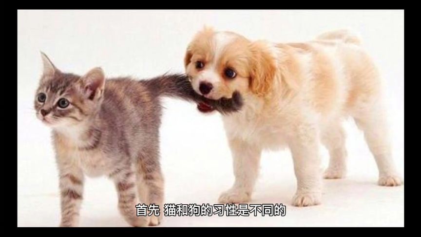 猫和狗在一起养怎么老是打架