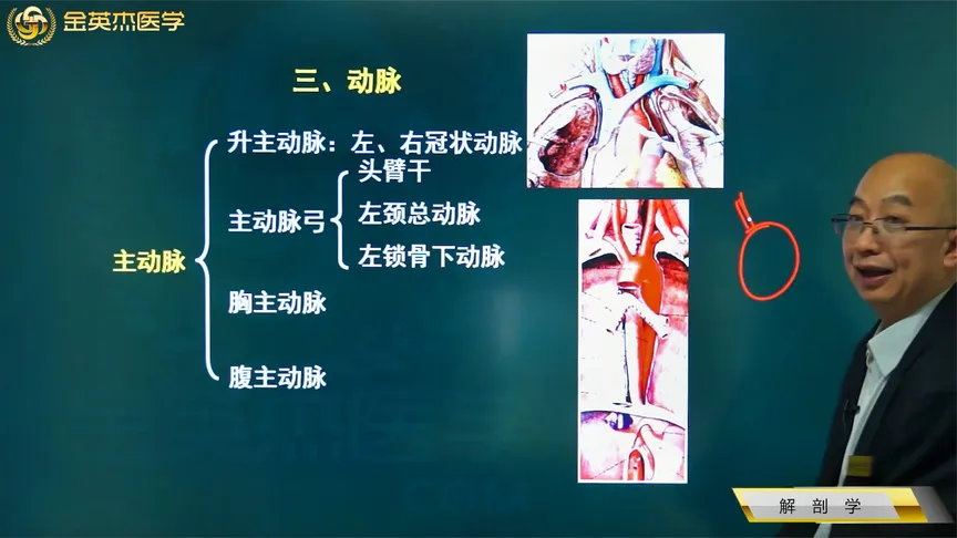 临床01解剖学07脉管系统3动脉:主动脉的组成和分布特点