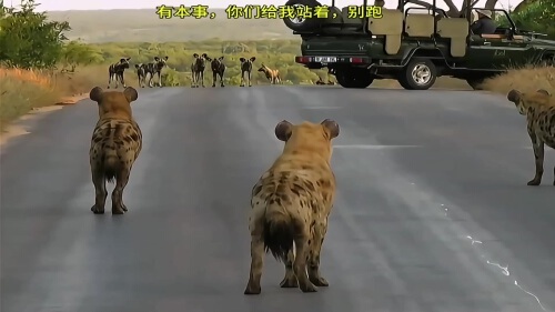 一场惊心动魄的野狗VS鬣狗大战动物世界精彩瞬间绝密录像你看了没