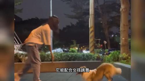 女孩教狗狗跳舞,狗狗跳得舞姿优美,网友:全网最帅的舞伴