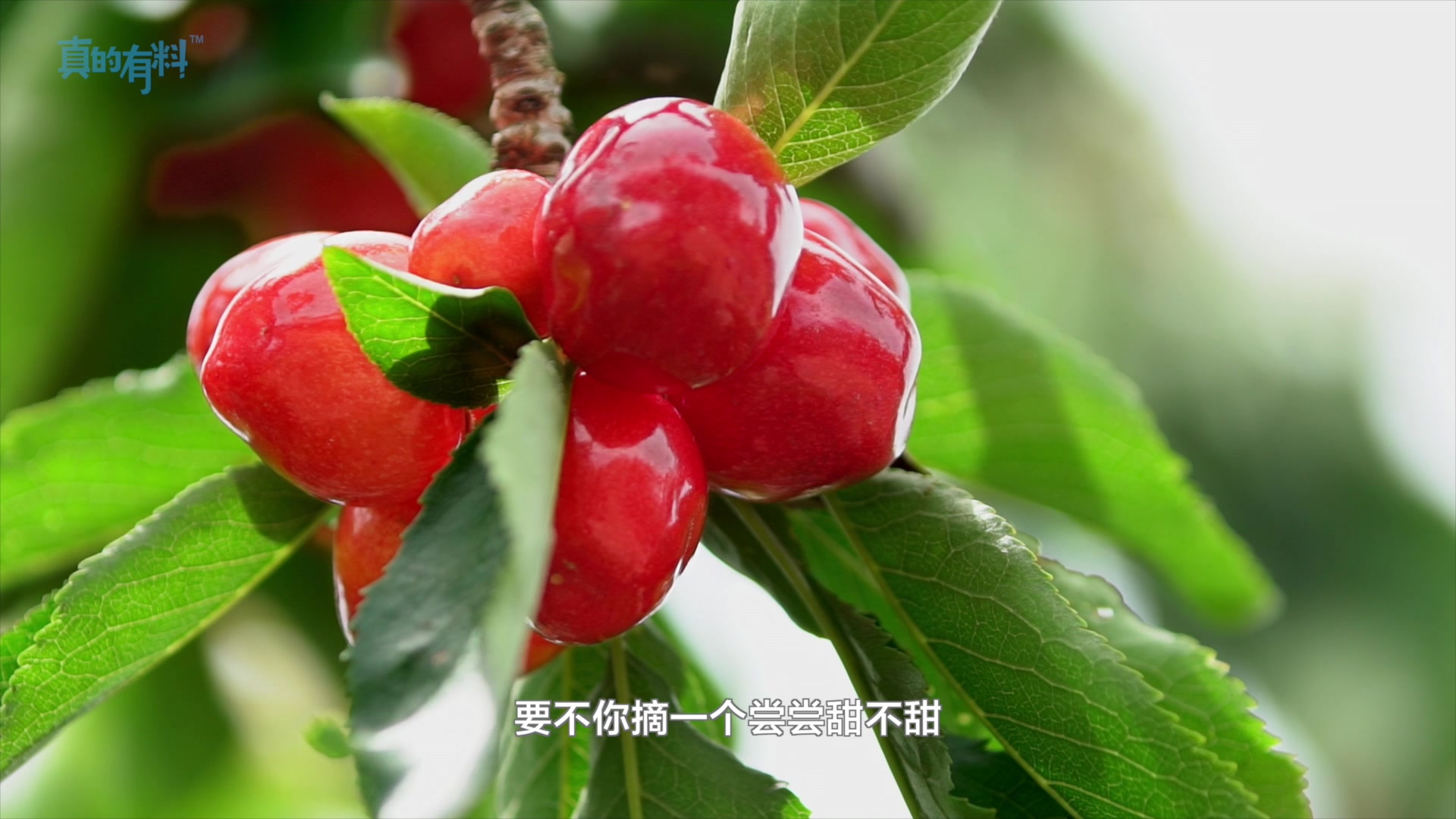 我们都爱的车厘子到底是怎么长出来的?川妹子带你去汉源涨姿势