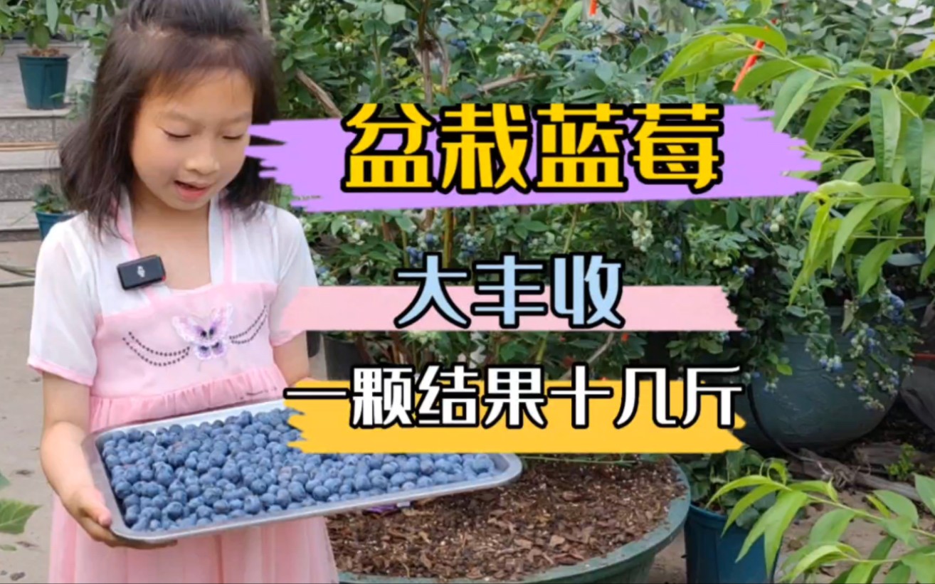 带着大家来沉浸式的采摘我的盆栽蓝莓,一颗就能摘十几斤
