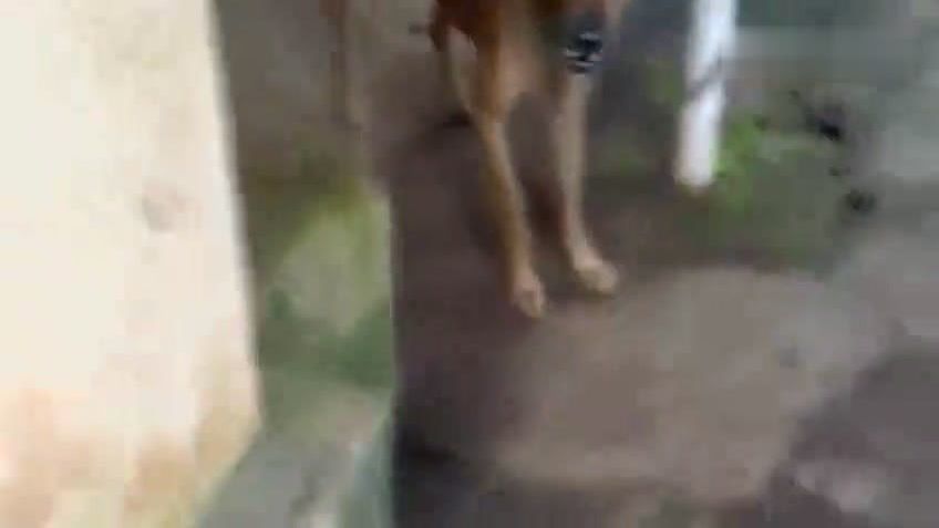 狂犬病发作的狗狗,什么都敢咬,感觉像变异了一样!