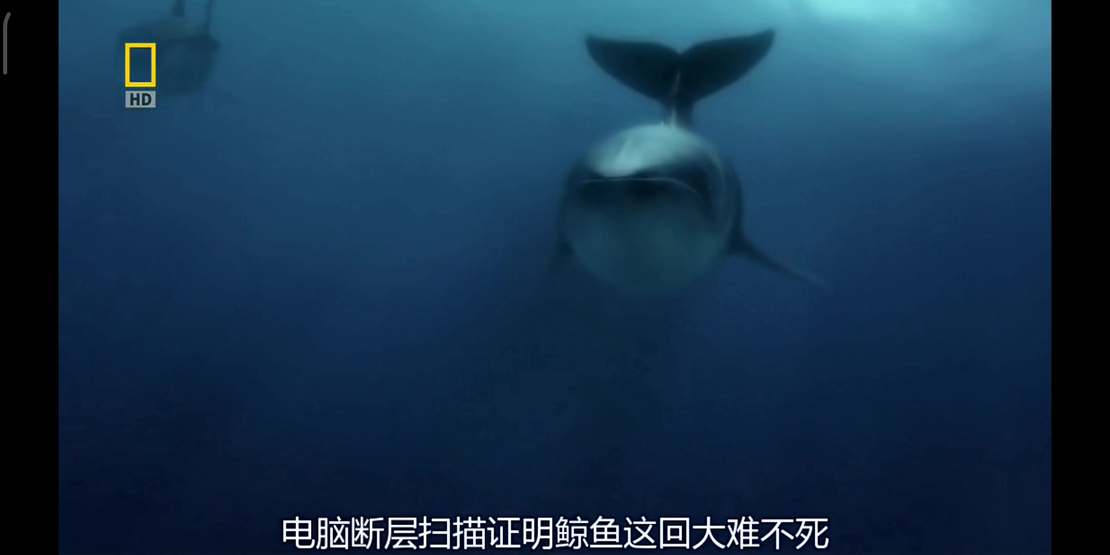 史前掠食动物巨齿鲨猎杀合集(自己录了几个视频加一起的。)