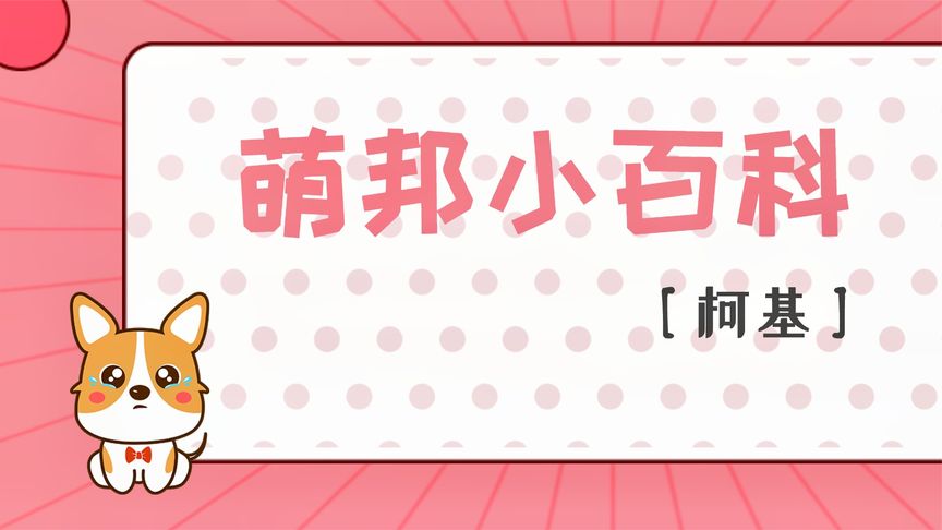 【萌邦小百科】什么是柯基犬