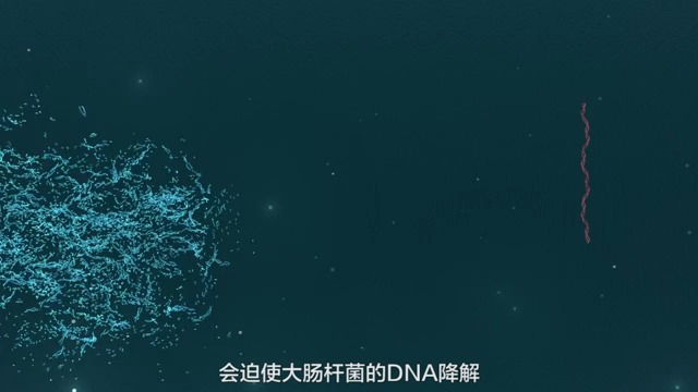 大肠杆菌噬菌体的繁殖