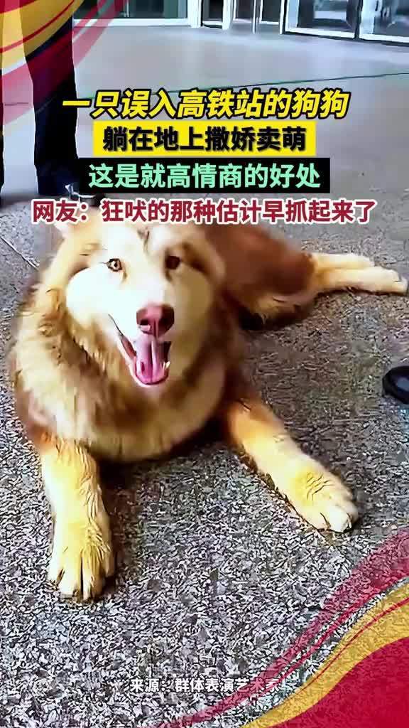 一只误入高铁站的狗狗,躺在地上撒娇卖萌