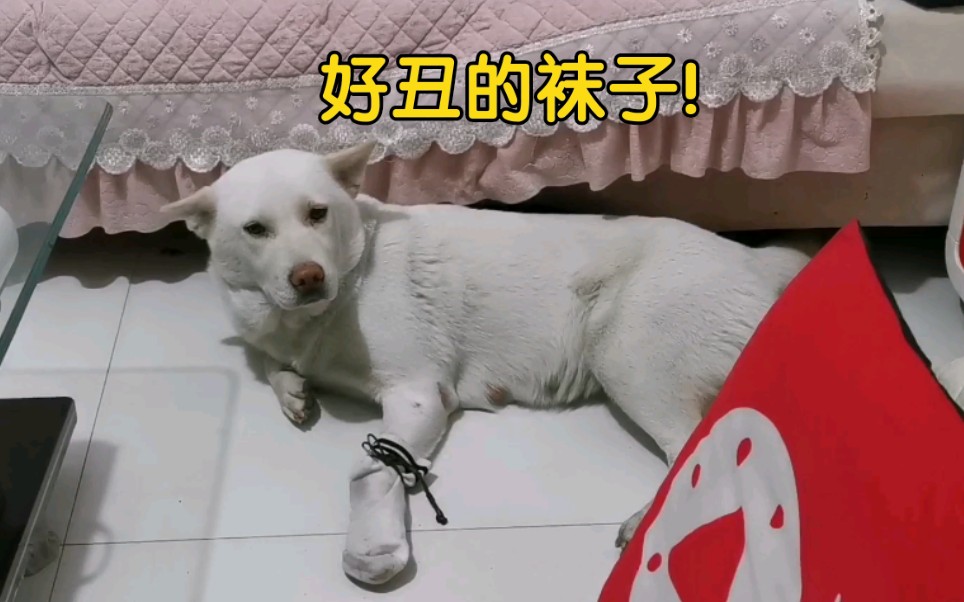 【中华田园犬】小白脚长廯,给她穿个袜子,结果一脸抑郁!
