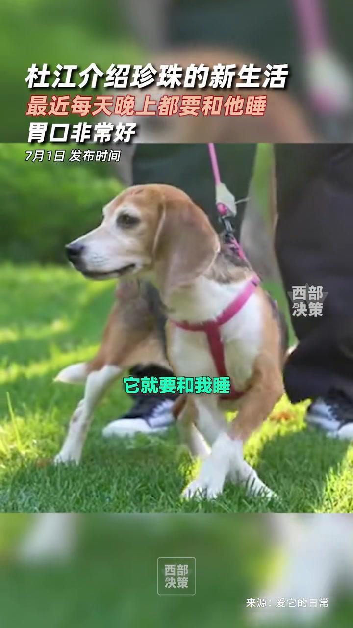 #杜江介绍珍珠的新生活近日,杜江和霍思燕收养实验犬"珍珠",引发广泛...