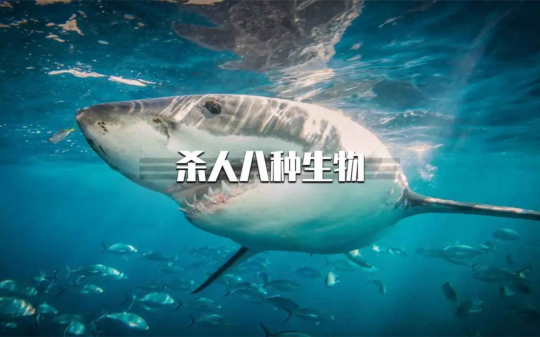 全球每年杀人最多的8种生物,榜一榜二你也许想不到!