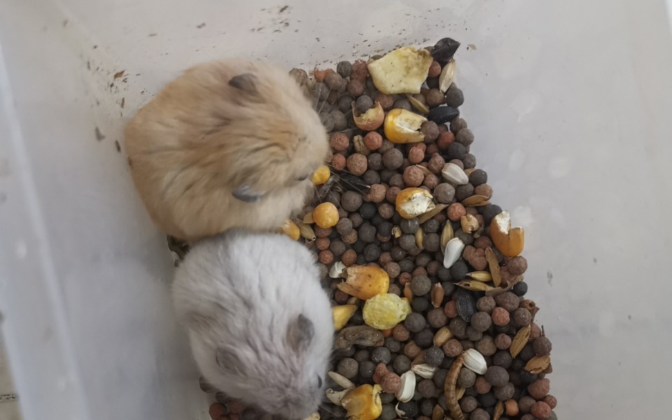 接到仓鼠的第一天.刚来就迫不及待的上厕所.刨尿砂