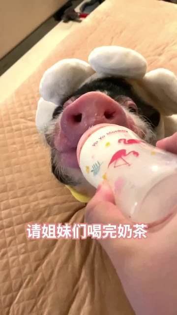 你们喜欢喝奶茶么

注:"泥萌"是网络用语意思等同于"你们"为保证...