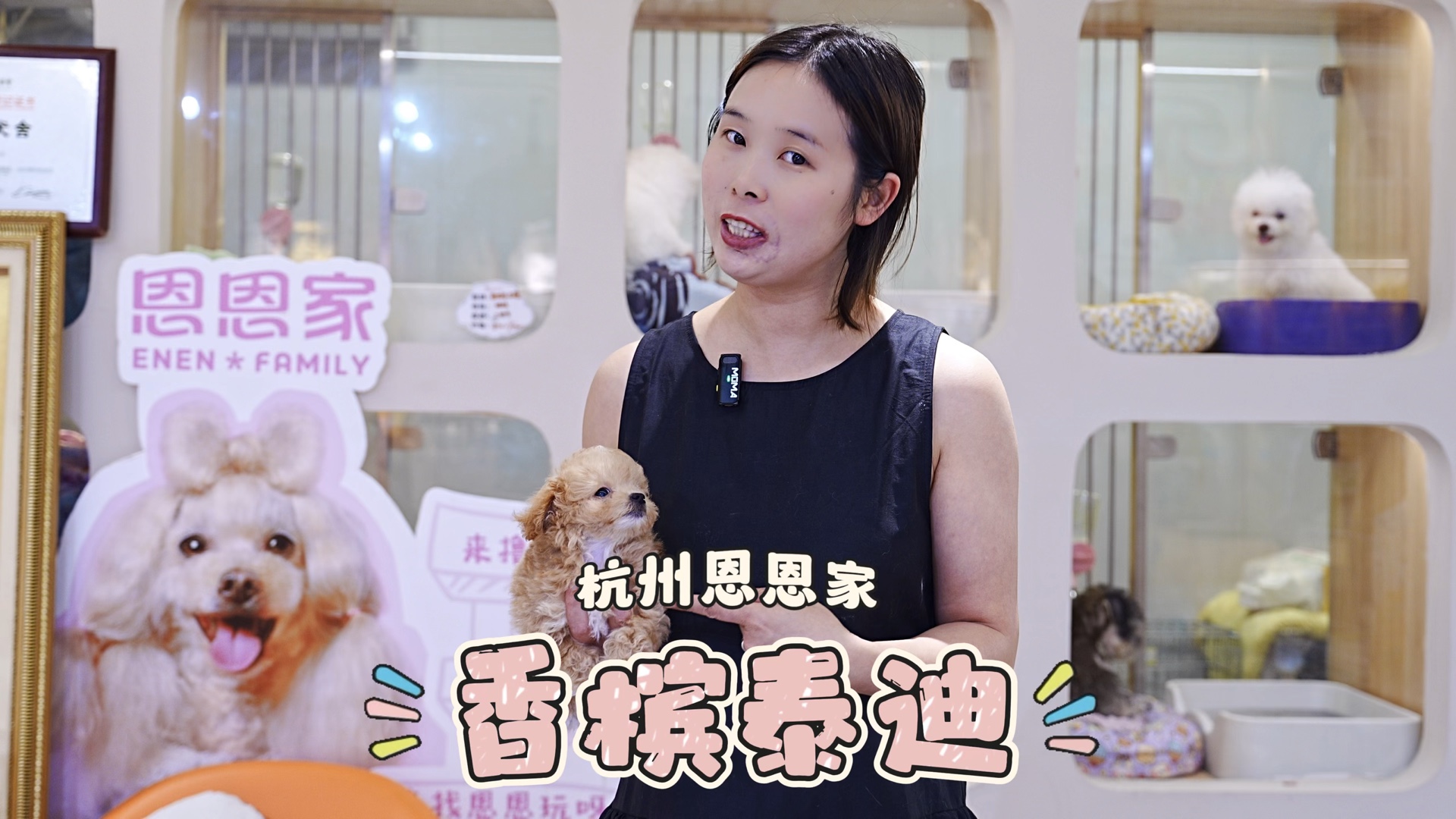 杭州 香槟色泰迪 结缘#狗狗美容师 #杭州恩恩家宠物 #宠物美容师培训 ...