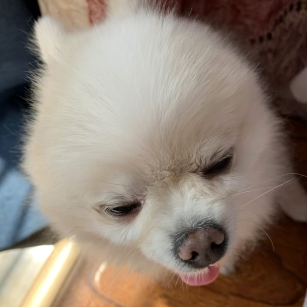 疯狂的八零棉花糖 