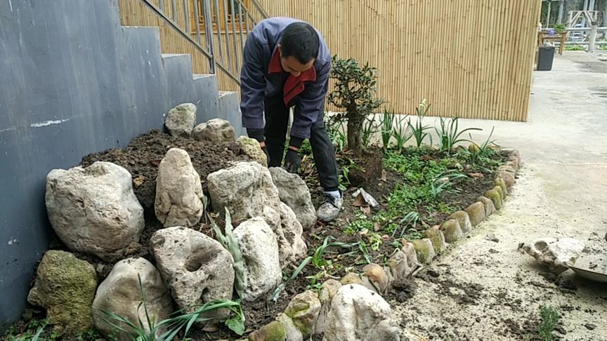 农村小伙搬回来两棵景观树,看他这摆放设计怎么样