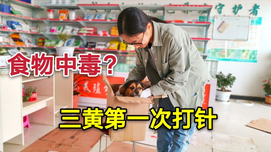 小狗崽偷吃野味导致食物中毒?小徐带它去打针,急得胃痛