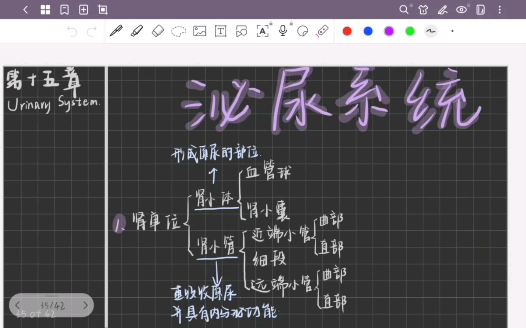...学【第十五章 泌尿系统】滤过屏障/近曲小管/远曲小管/肾单位/致密斑