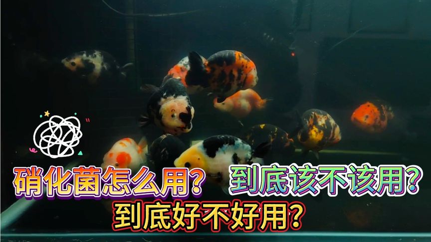 硝化菌怎么用?该不该用?好不好用?