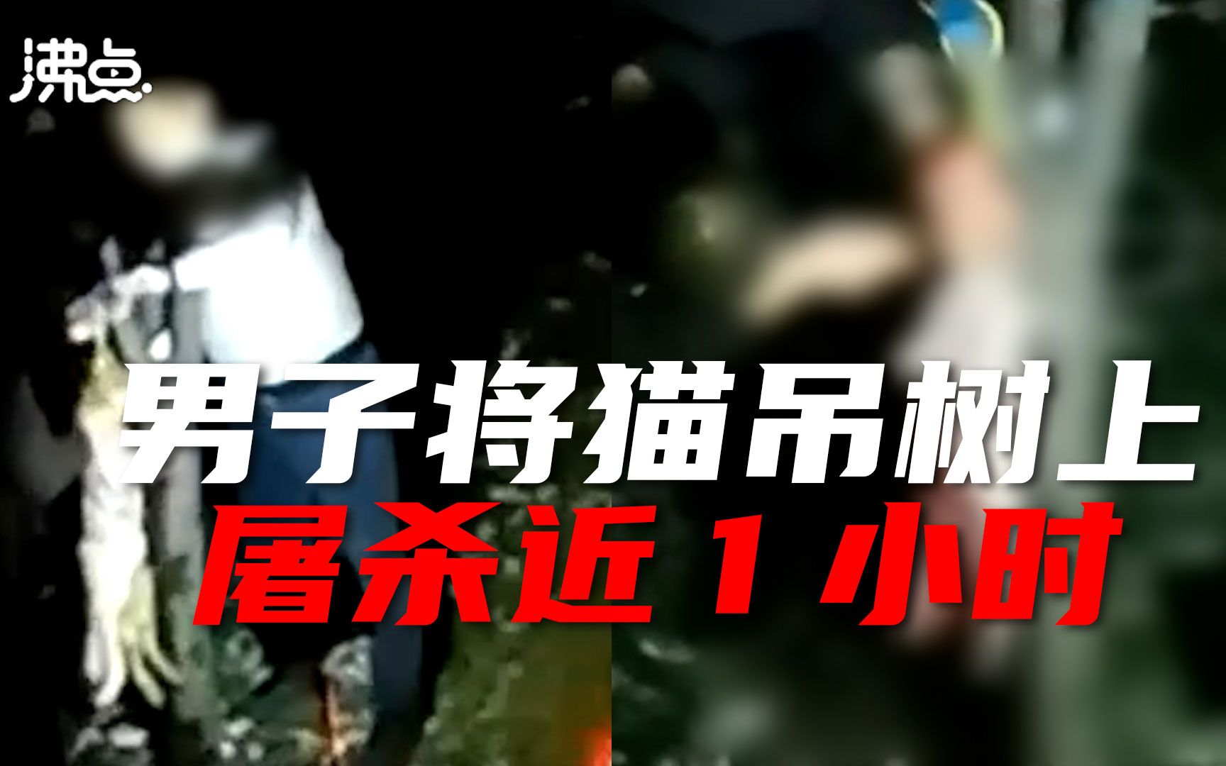 西安一村庄男子屠猫被拍下全过程 目击者:把猫的皮都剥了