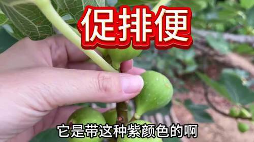 无花果它的作用很多,还有很多都不知道它的好,一起来看看