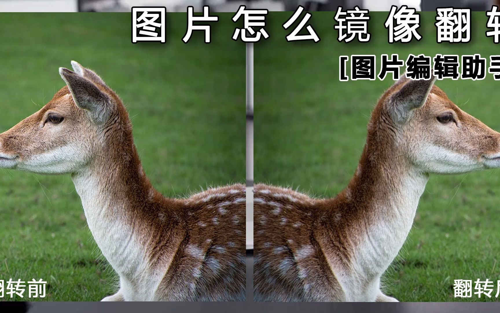 图片怎样镜像翻转