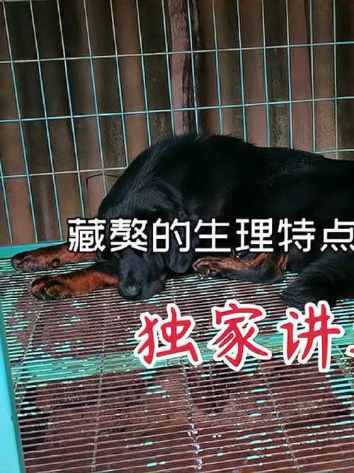 藏獒独特的生理和环境因素有着非常深奥的道理,视频有点耐人寻味