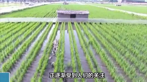 鱼米共生:探索鱼稻共养模式的魅力