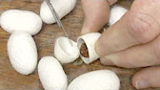 你切过蚕茧吗?知道里面是什么样的吗?