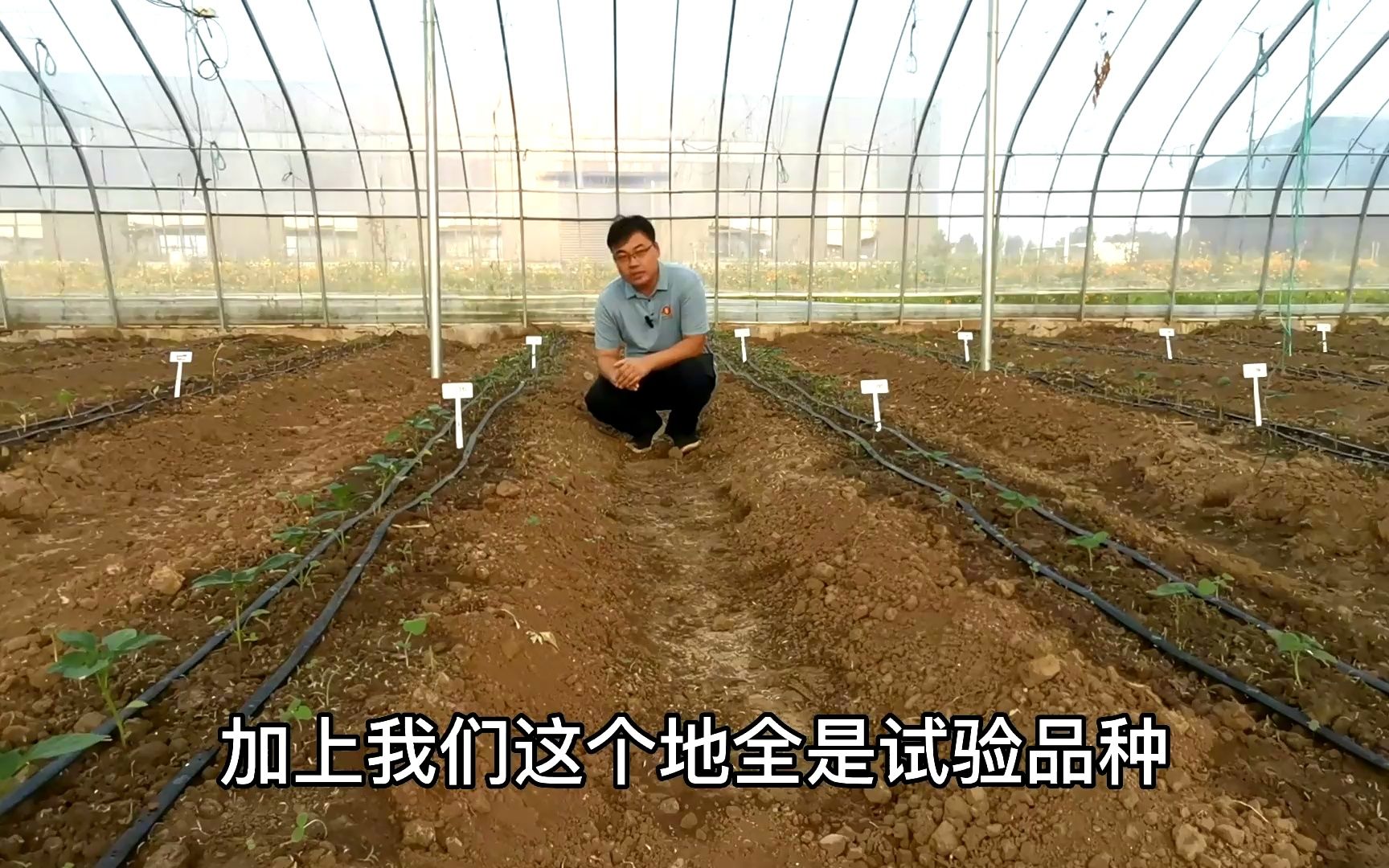 秋大棚辣椒种植技术要点,如何管理才能获得高产高收益!