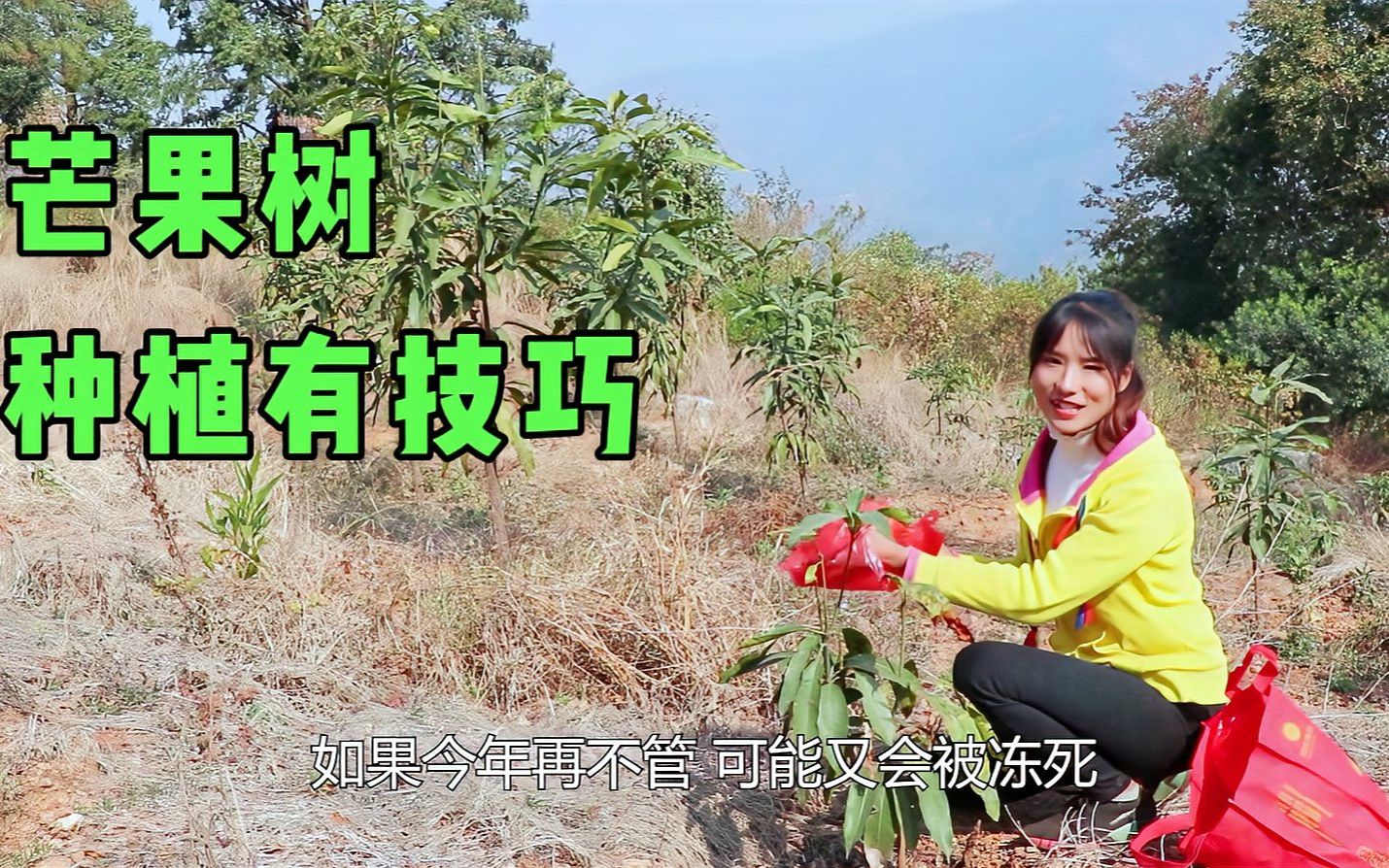 云南芒果大户教你种植芒果树!冬天也要保护好,夏天才有果子吃