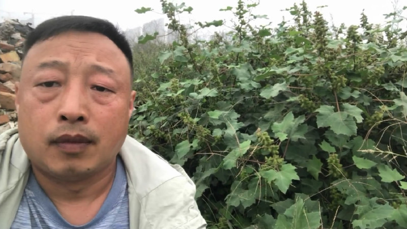 农村这种植物,果实全是刺,它“功效强大”好处多多,大家来了解下