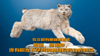 在北极有家商店直卖狼皮、猞猁皮、还有极光下孕育的癌症良药白桦树茶