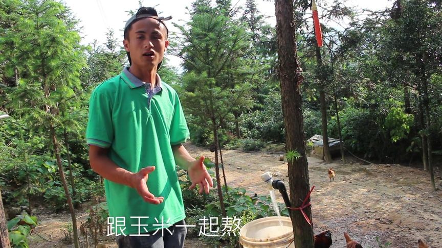 最近小鸡有点咳嗽,流鼻水,农村小哥用啥妙招来治?看完全知道了