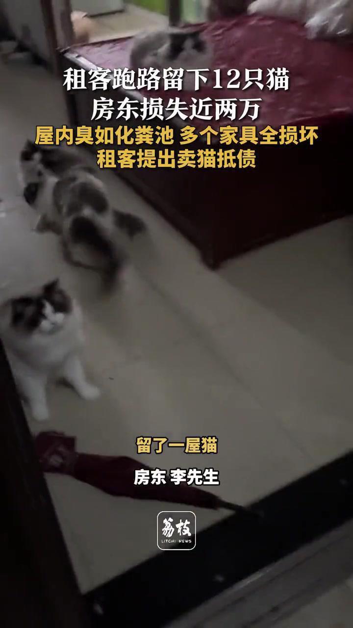 租客跑路留下12只猫房东损失近两万租客提出卖猫抵债